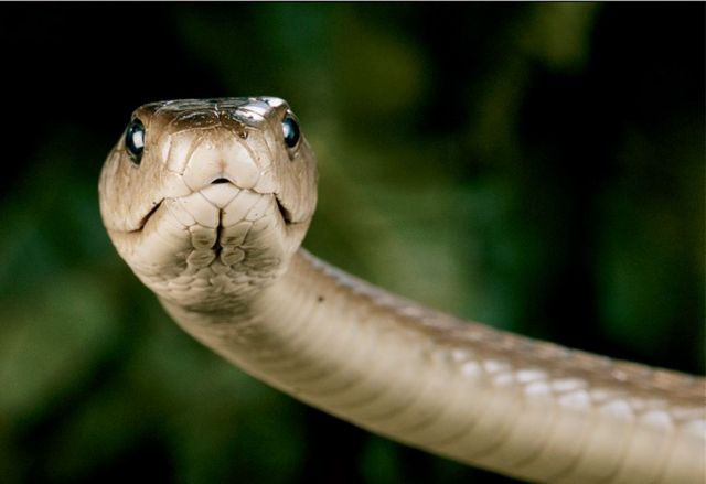 Ισχυρό παυσίπονο από τη μαύρη μάμπα - ΤΟ ΒΗΜΑ