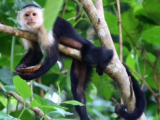 Οι καπουτσίνοι απεχθάνονται τους εγωκεντρικούς - ΤΟ ΒΗΜΑ