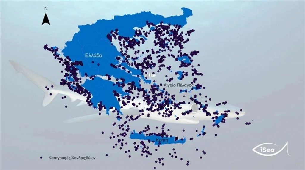 Καρχαρίες και Σαλάχια των ελληνικών θαλασσών - Η μεγάλη έρευνα της iSea ...