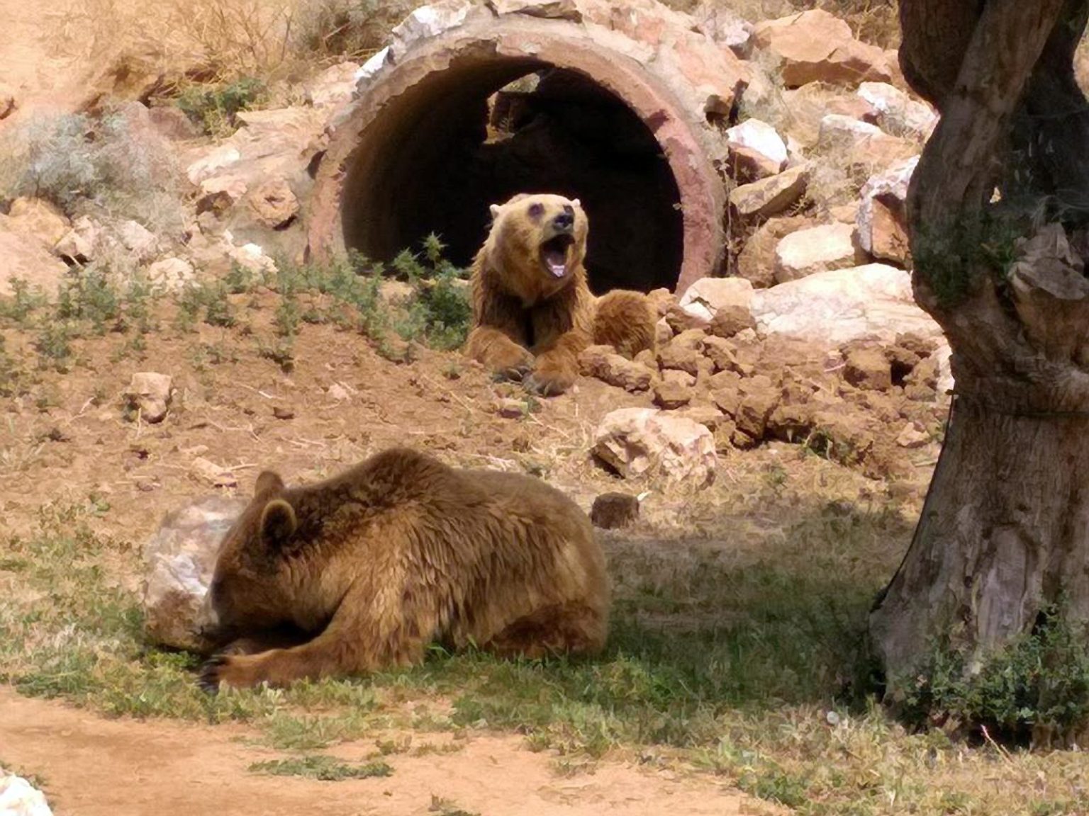 Απειλεί η άγρια ζωή τις πόλεις; Τι φέρνει τα άγρια ζώα στις αυλές μας ...