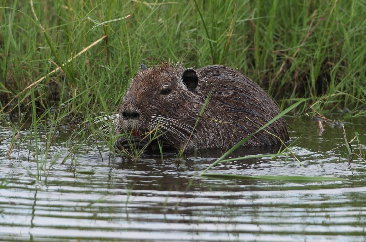 Εβρος: Ένας ζωντανός θησαυρός σπάνιων ειδών και ομορφιάς - ΤΟ ΒΗΜΑ