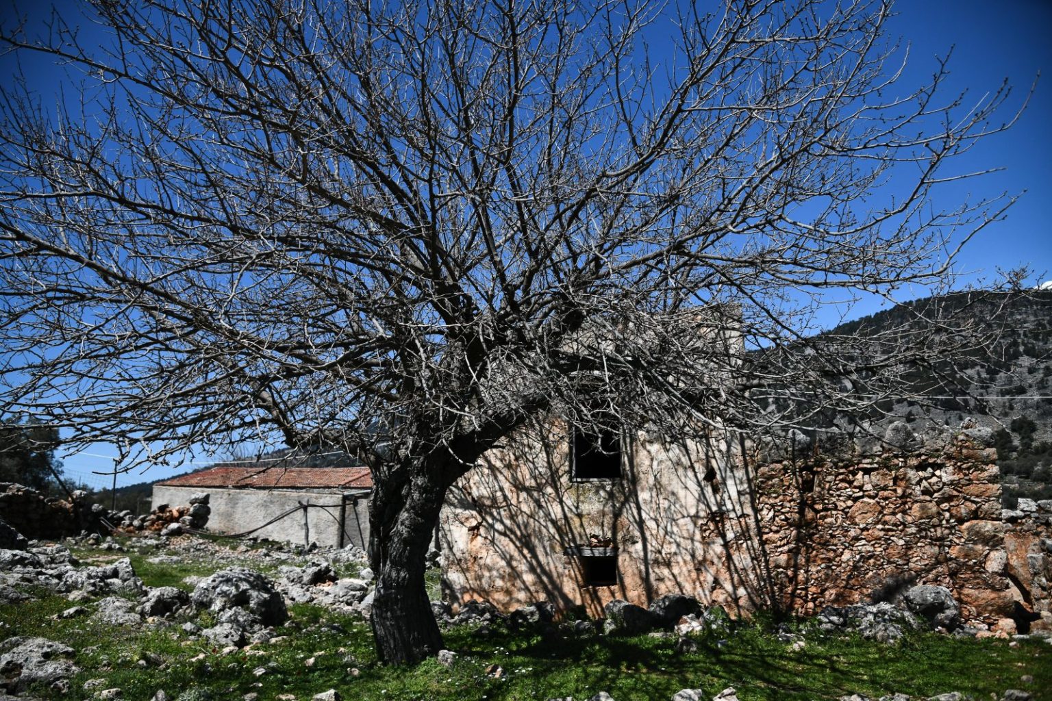 Κρήτη: Το χωριό που ερήμωσε για το «λέρι» μιας κατσίκας - ΤΟ ΒΗΜΑ